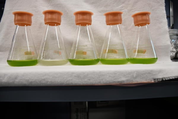 lab grown algae | UCR News | UC Riverside